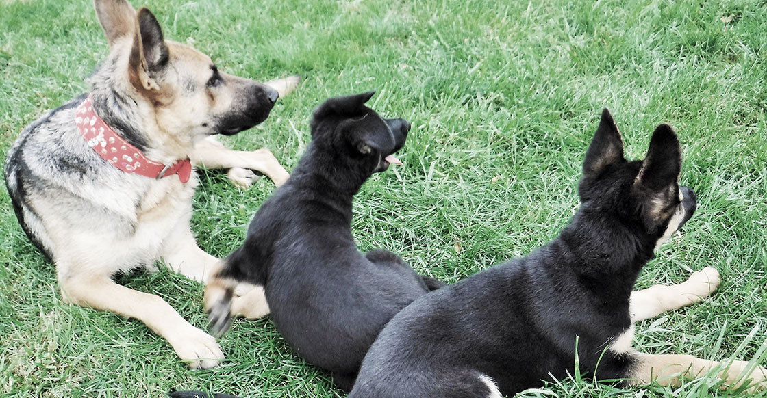 Previous Litters – Krieghund Farm